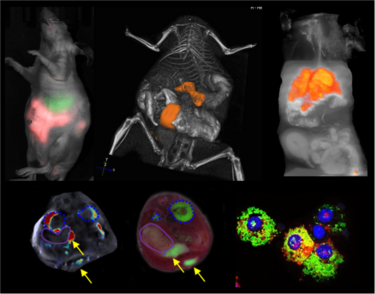 Radiologie | AG Napp | UMG